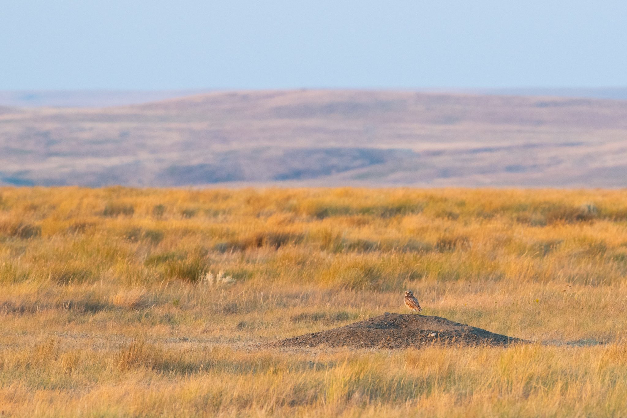 Explore Canada’s Grasslands | Canadian Wildlife Federation